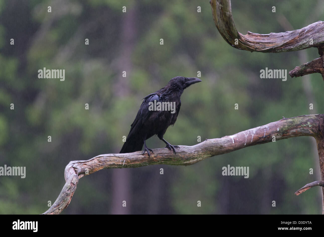 Raven tree hi-res stock photography and images - Alamy