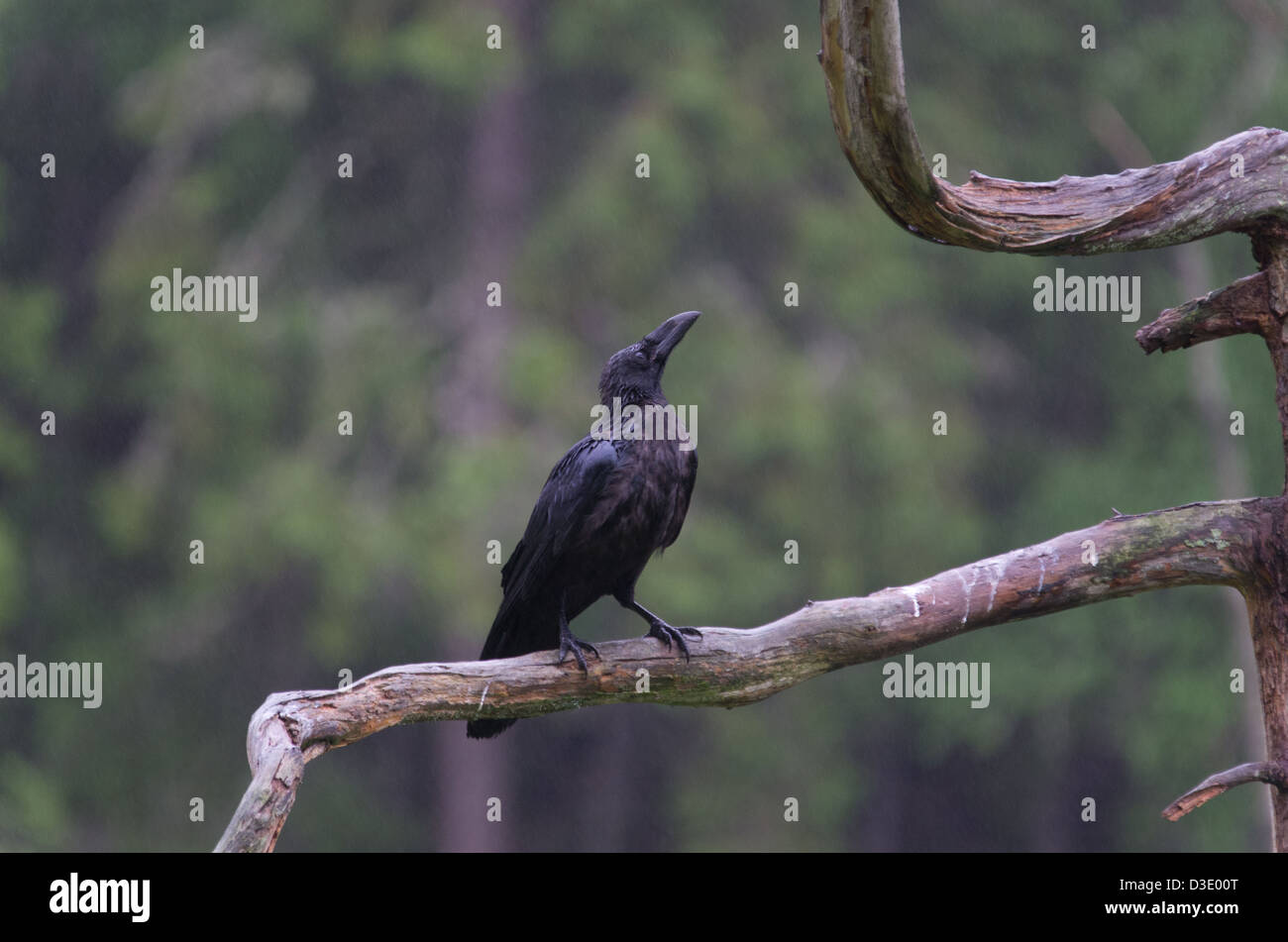 A raven sitting on a tree branch Stock Photo - Alamy