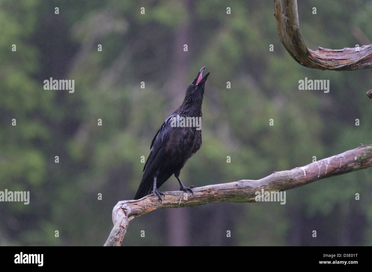 A croaking raven sitting on a branch of a dead tree Stock Photo - Alamy