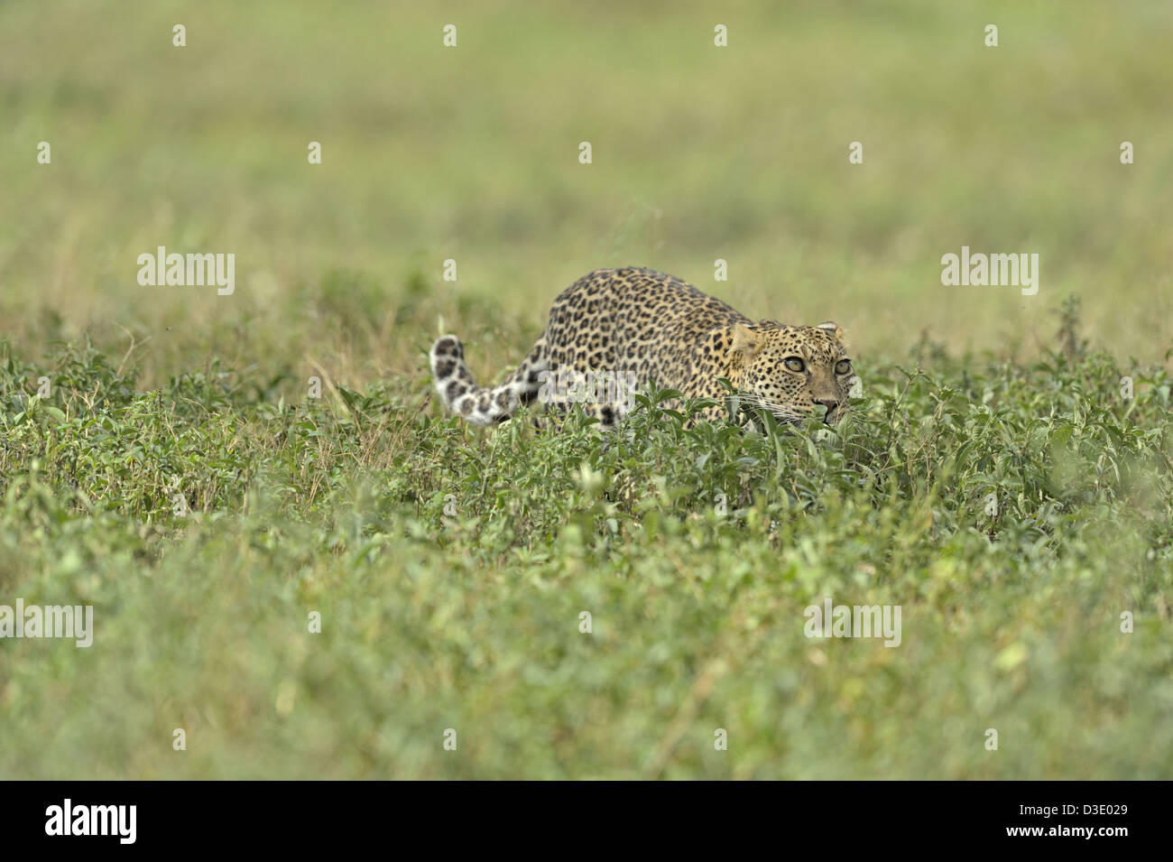 Stalking African Leopard (Panthera pardus pardus) in the grasslands of ...