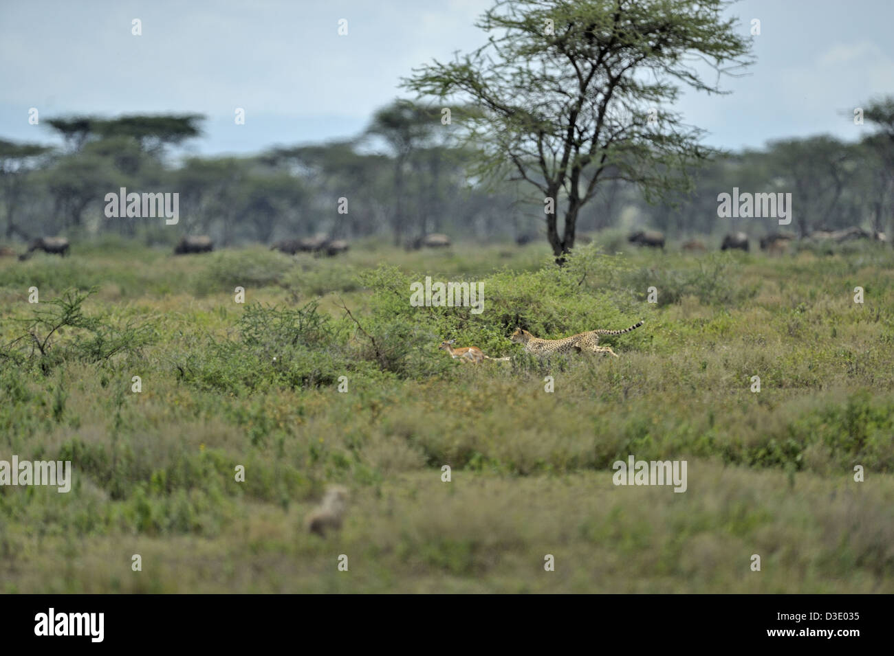 Charging Cheetah in the grasslands of Ndutu in Ngorongoro conservation ...