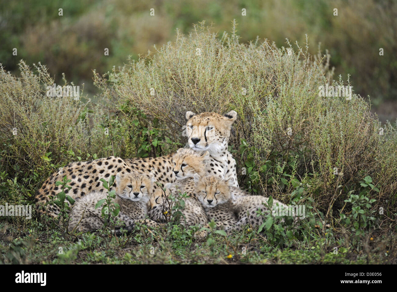 Cheetah mother cubs hi-res stock photography and images - Alamy