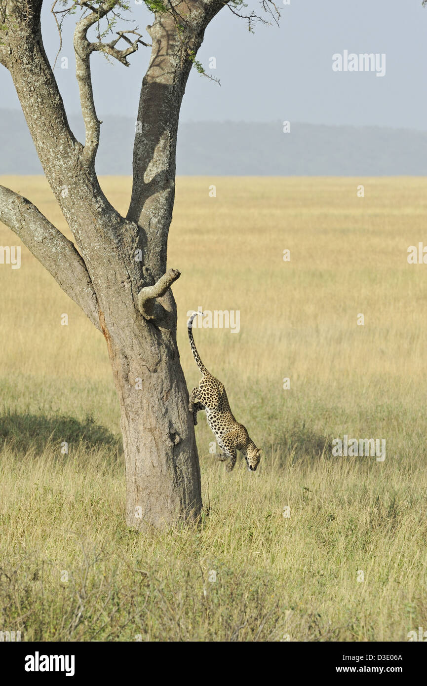 Leopard jumping tree hi-res stock photography and images - Alamy