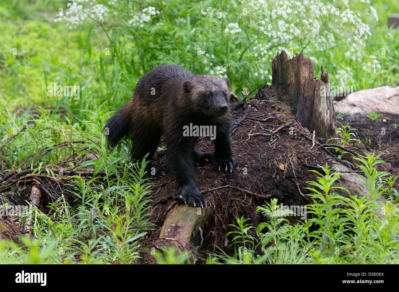 Wolverine in the wilderness Stock Photo - Alamy