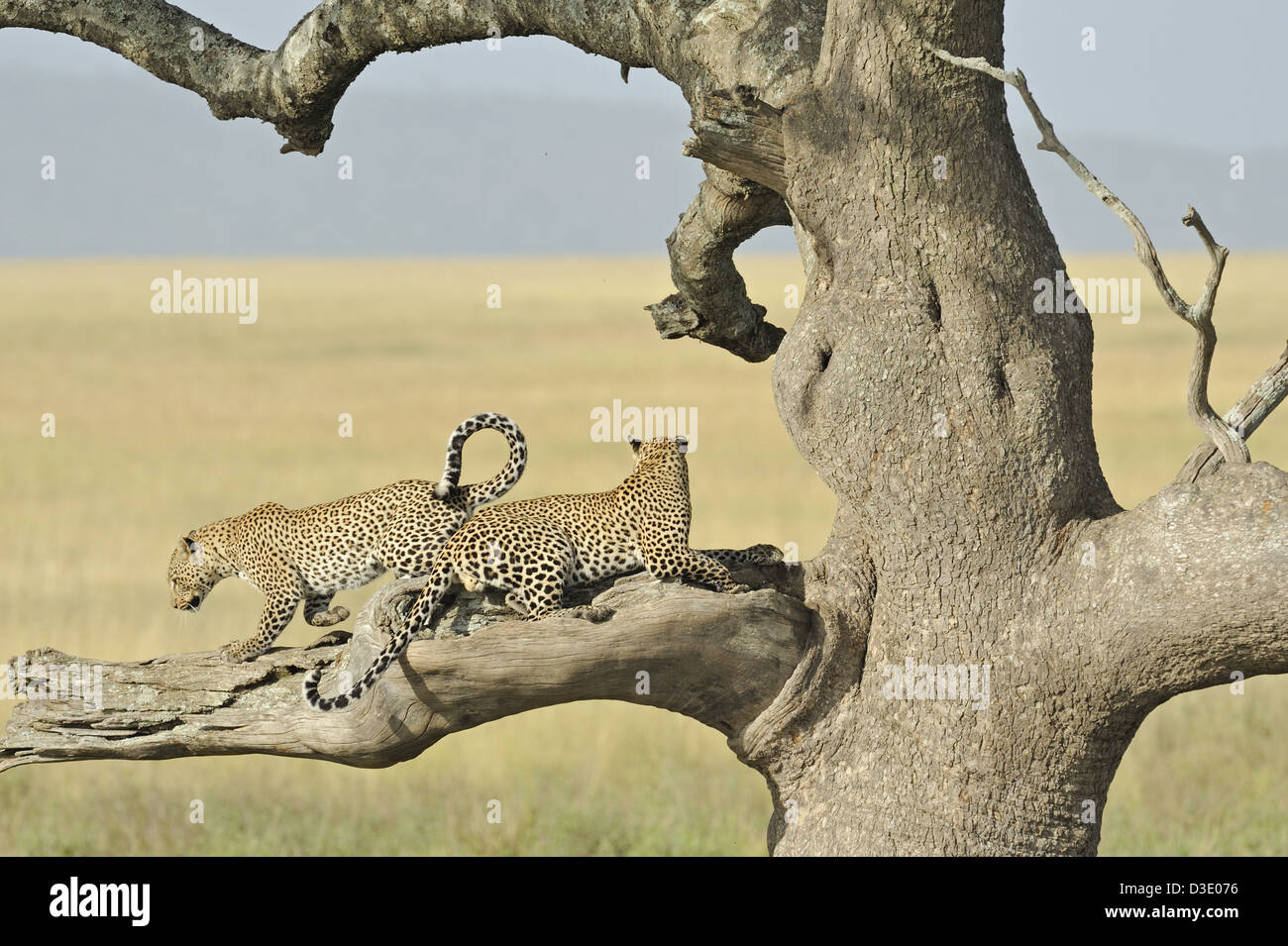 Leopard jumping hi-res stock photography and images - Alamy