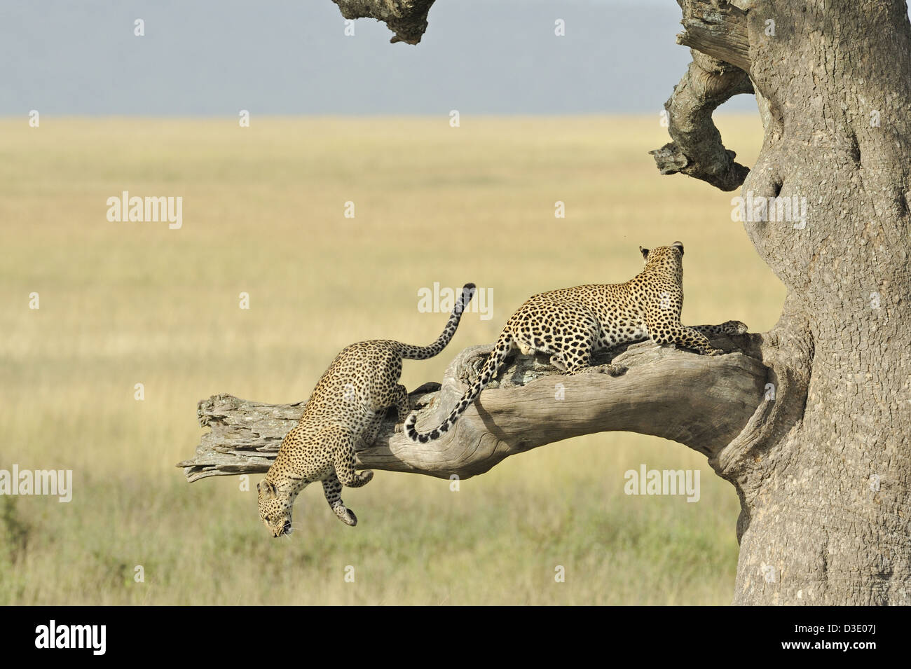 Panther jumping hi-res stock photography and images - Alamy