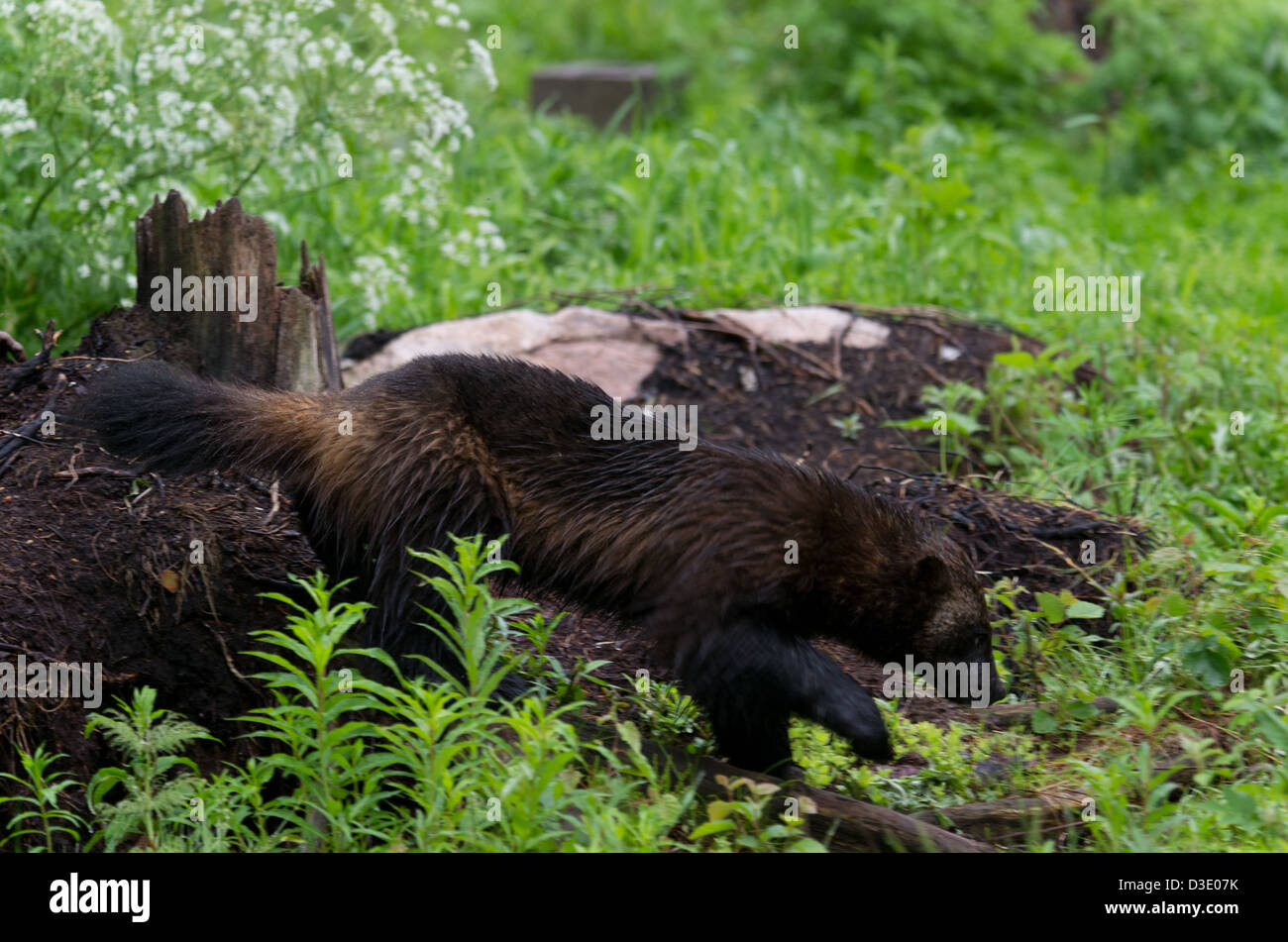 Wolverine in the wilderness Stock Photo - Alamy