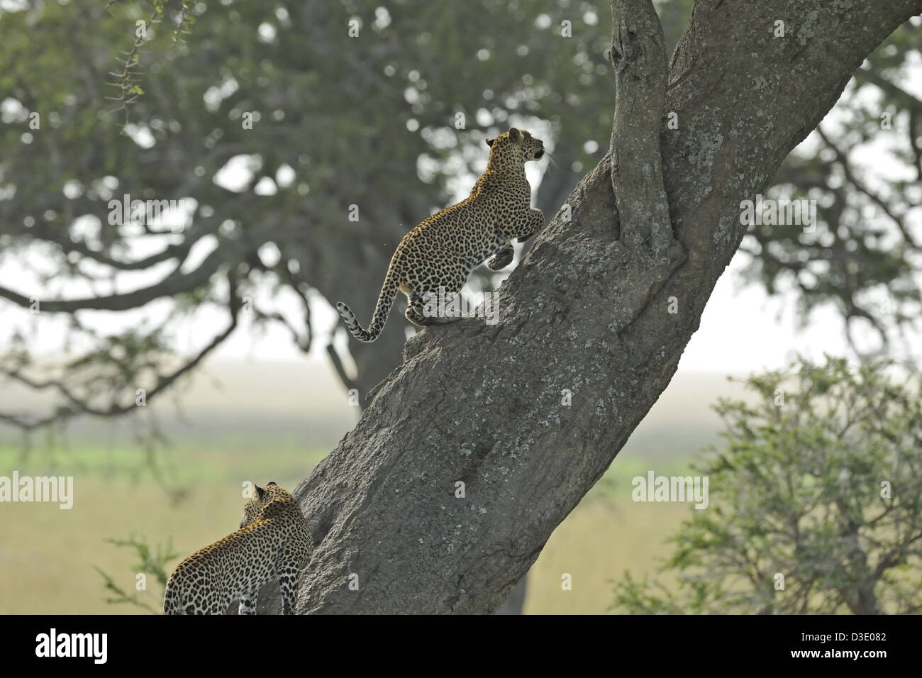 African leopards in tree hi-res stock photography and images - Alamy