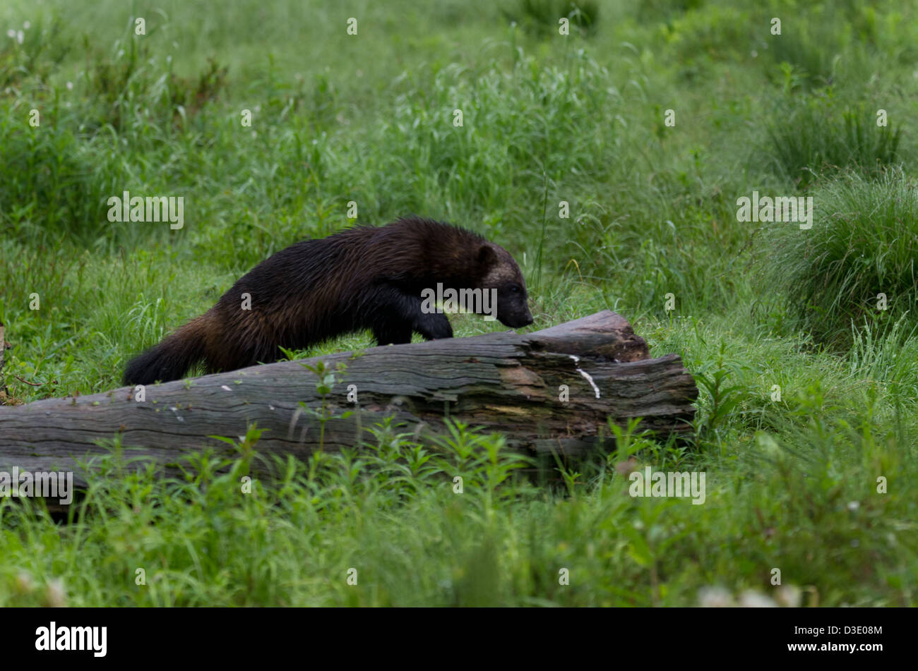 Wolverine in the wilderness Stock Photo - Alamy