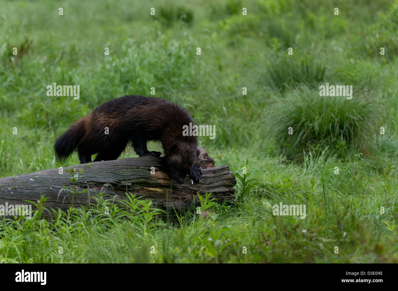 Wolverine in the wilderness Stock Photo - Alamy