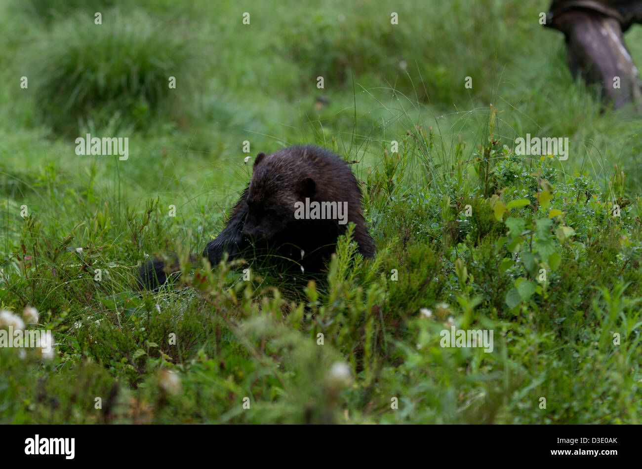 Wolverine in the wilderness Stock Photo - Alamy