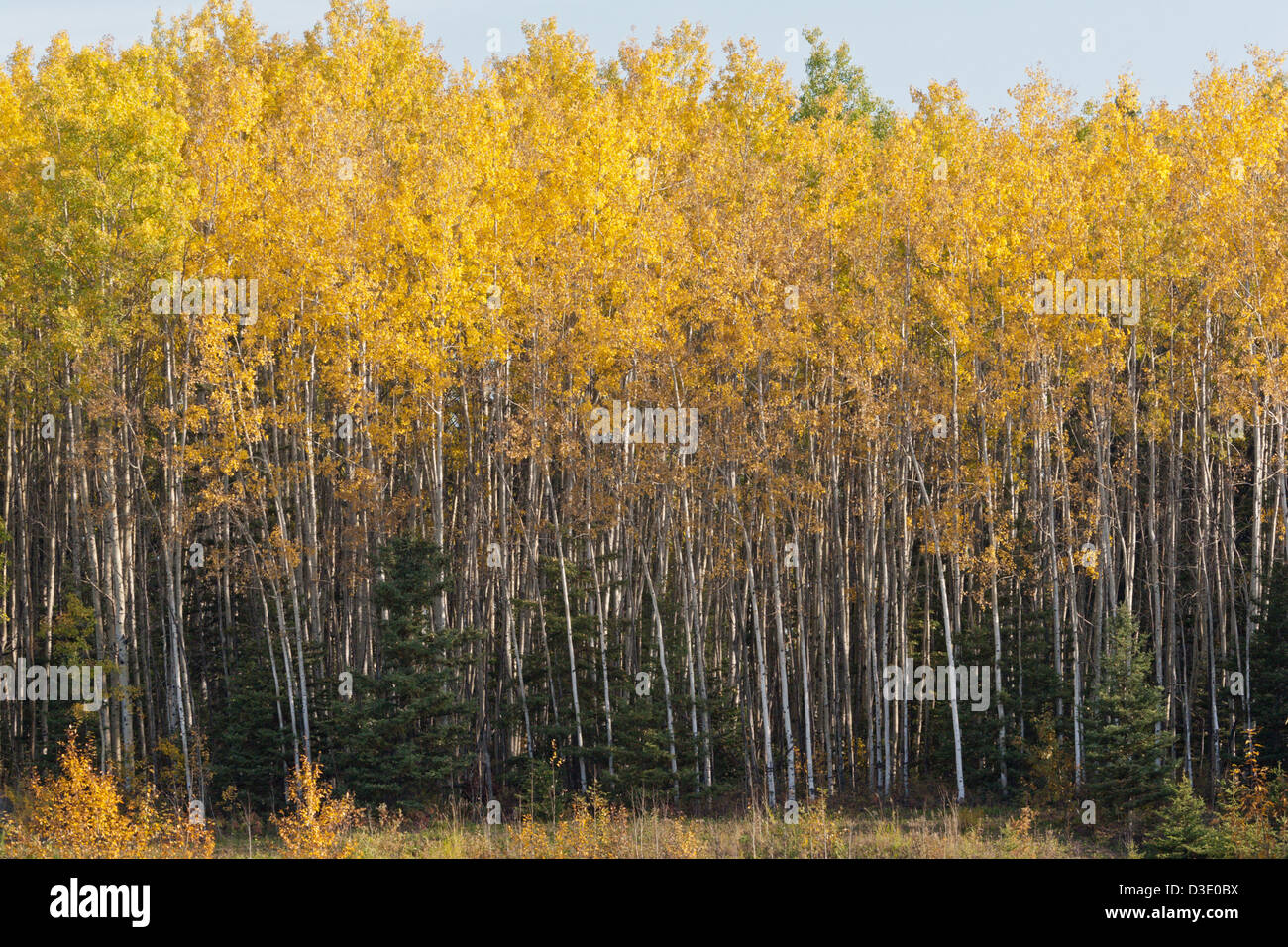 fall colors colours colorful autumn trees leaves Stock Photo - Alamy
