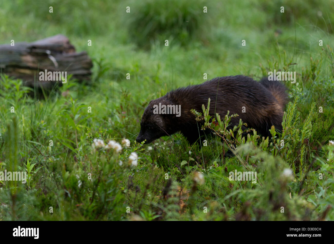 Wolverine in the wilderness Stock Photo - Alamy