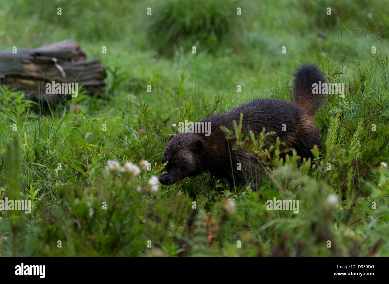 Wolverine in the wilderness Stock Photo - Alamy