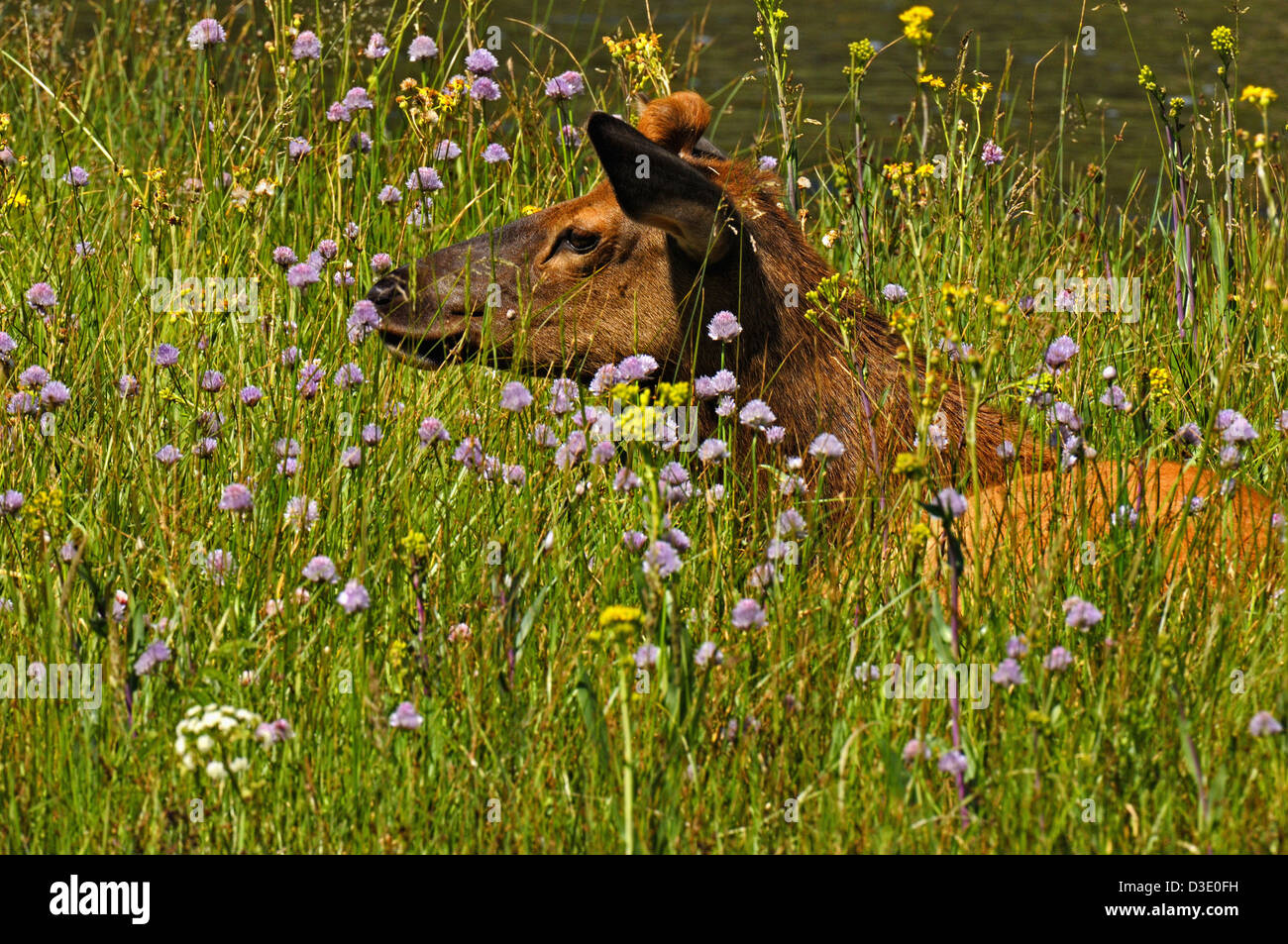Collared elk hi-res stock photography and images - Alamy