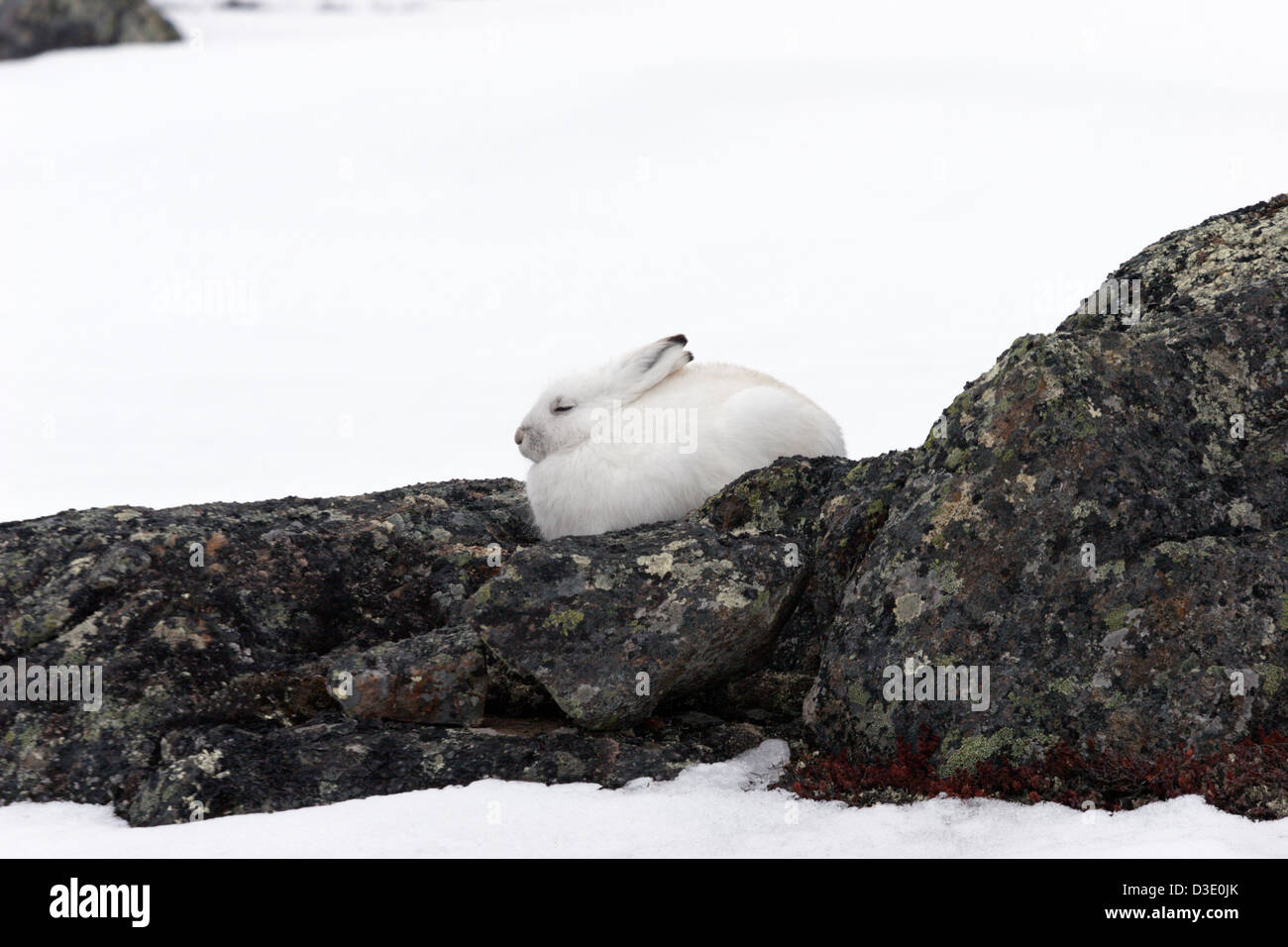 Tundra hare hi-res stock photography and images - Alamy