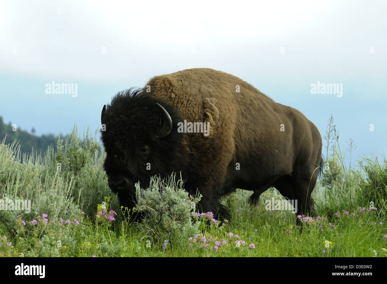 Wild bison hi-res stock photography and images - Alamy