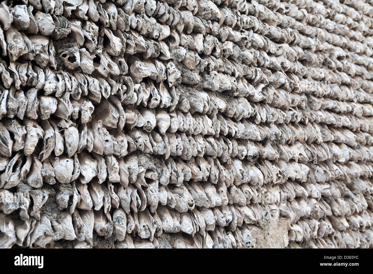 Oyster shell background Stock Photo - Alamy
