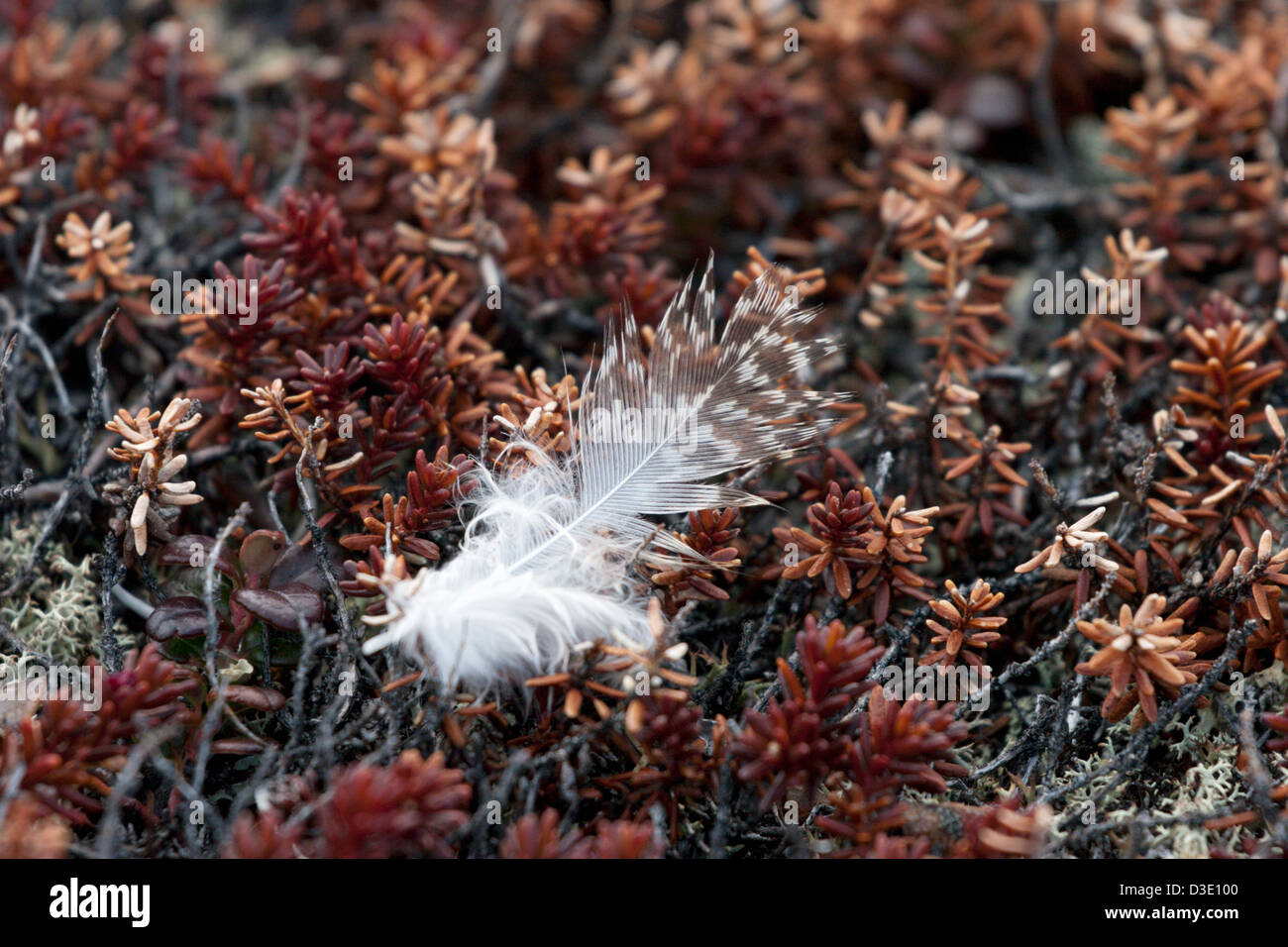 ptarmigan birds arctic snow winter plumage pair male female feather ...