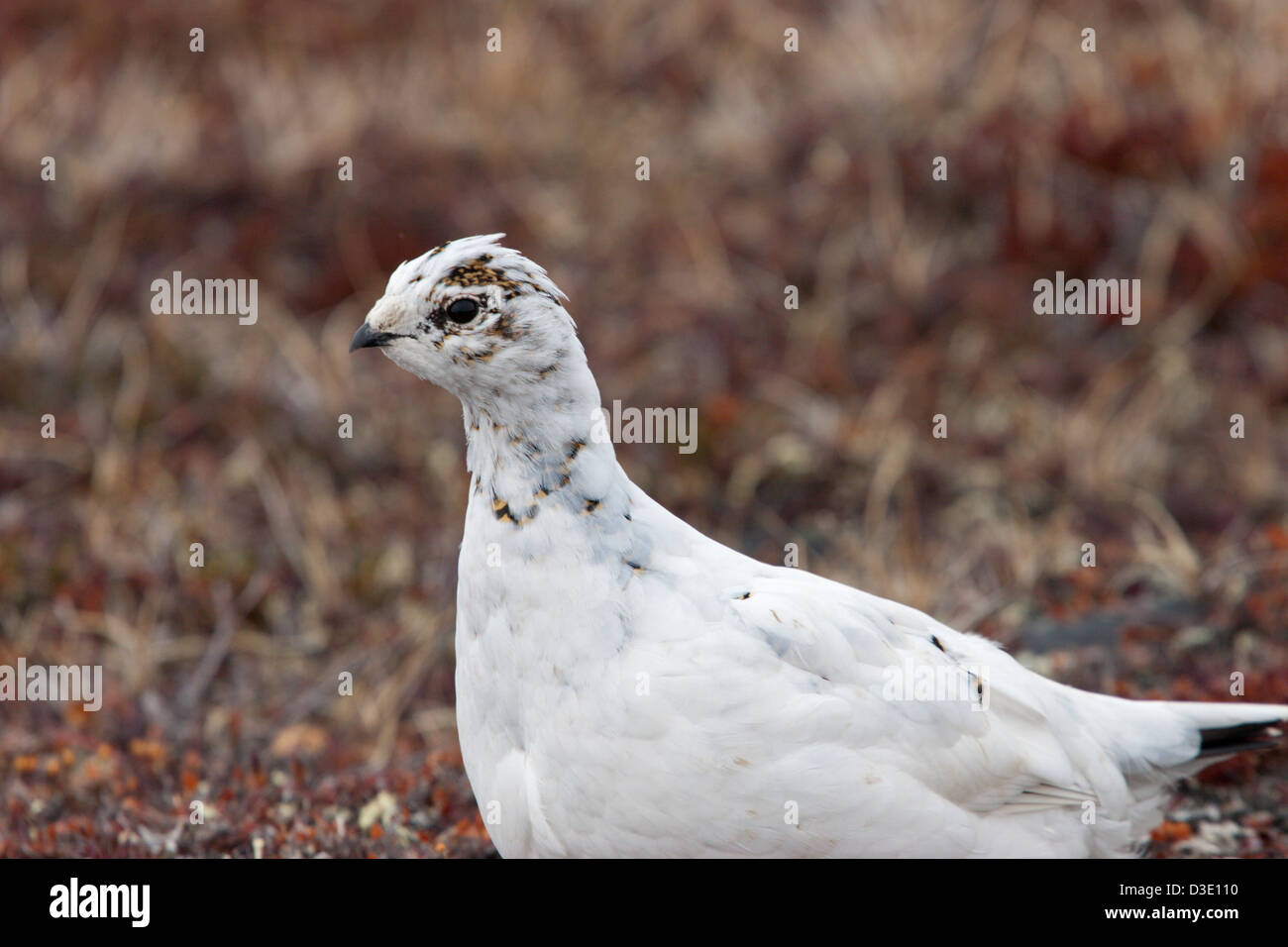 ptarmigan birds arctic snow winter plumage pair male female feather ...