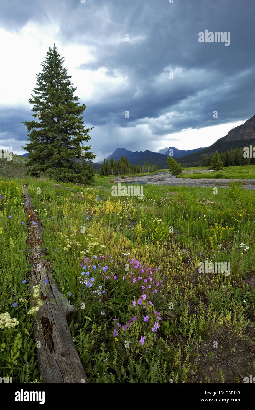 Yellowstone forest flowers hi-res stock photography and images - Alamy