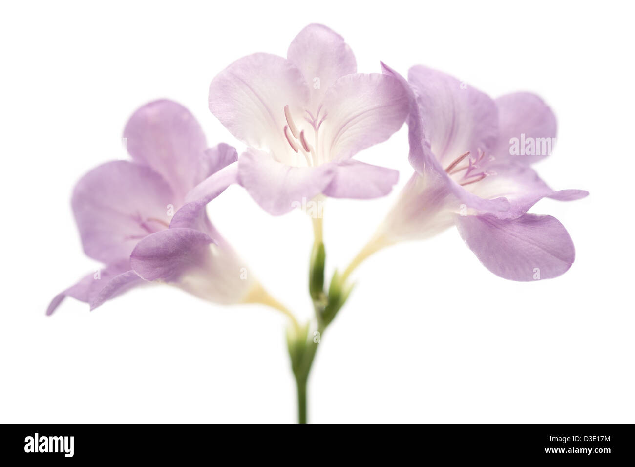 Delicate mauve flowers hi-res stock photography and images - Alamy
