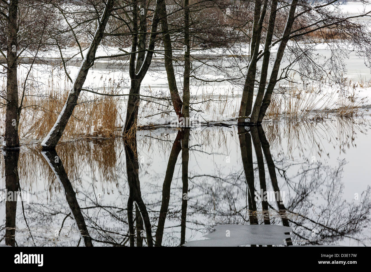 Trees on the river flood water Stock Photo - Alamy