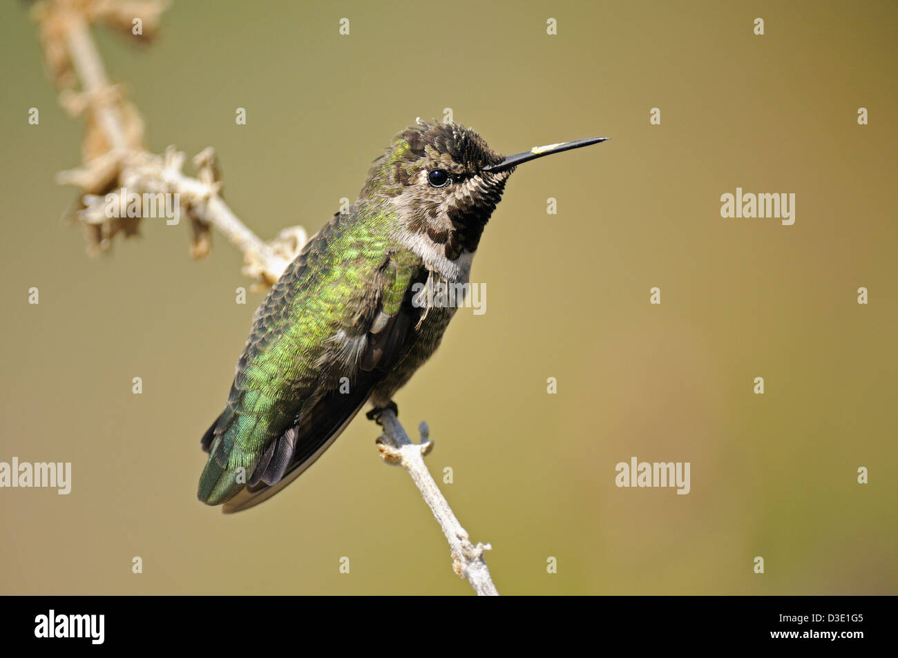 Anna's Hummingbird (Calypte anna) in Southern California, USA Stock ...