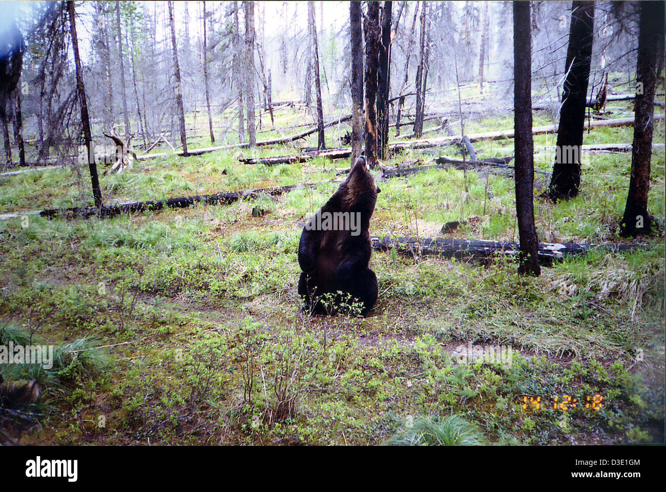 A grizzly bear, part of the Northern Divide Grizzly Bear Project, was photographed rubbing on a ...
