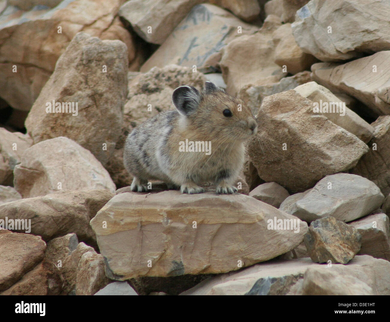 American pika glacier national park hi-res stock photography and images ...