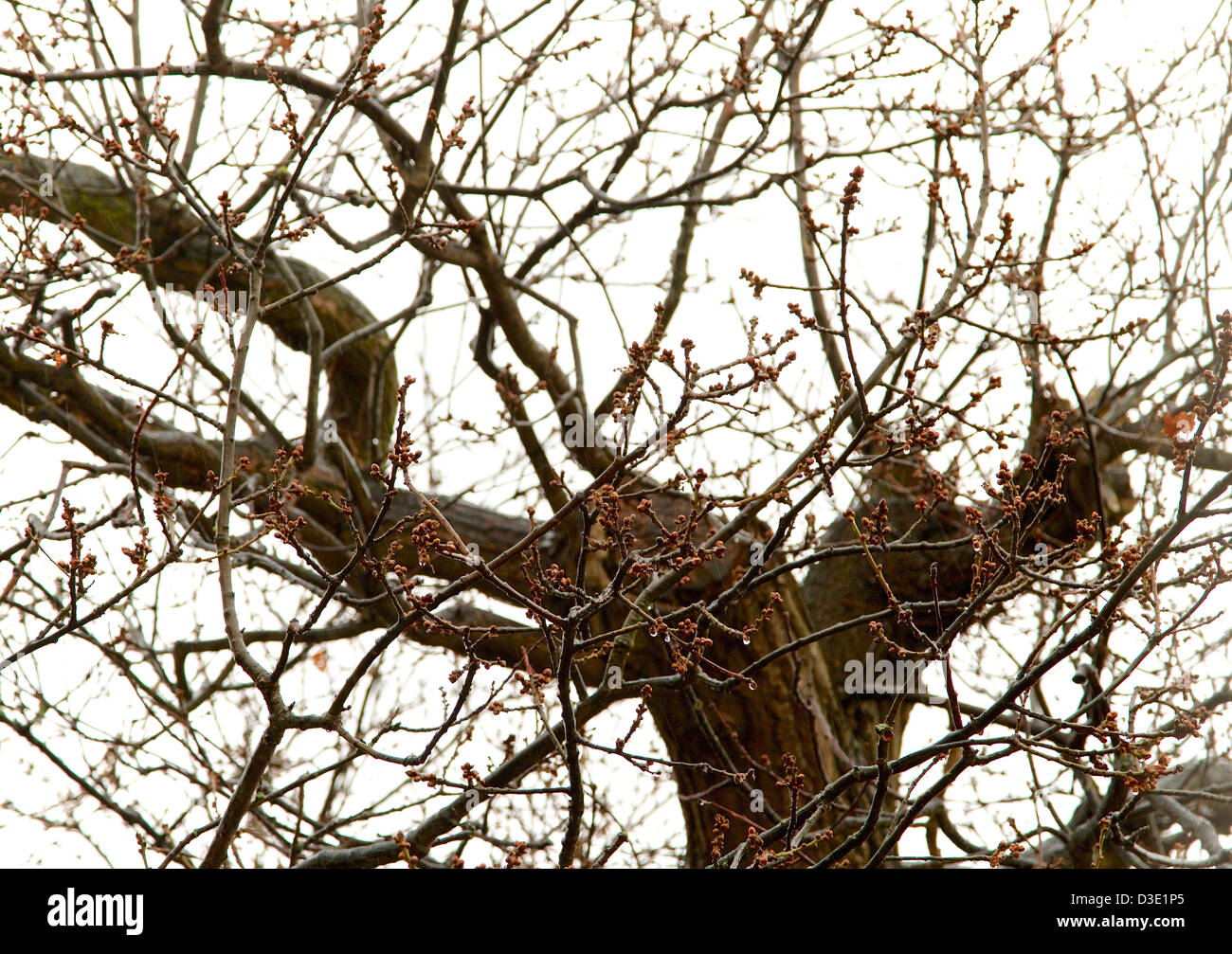 Bare branches of English oak tree Stock Photo - Alamy