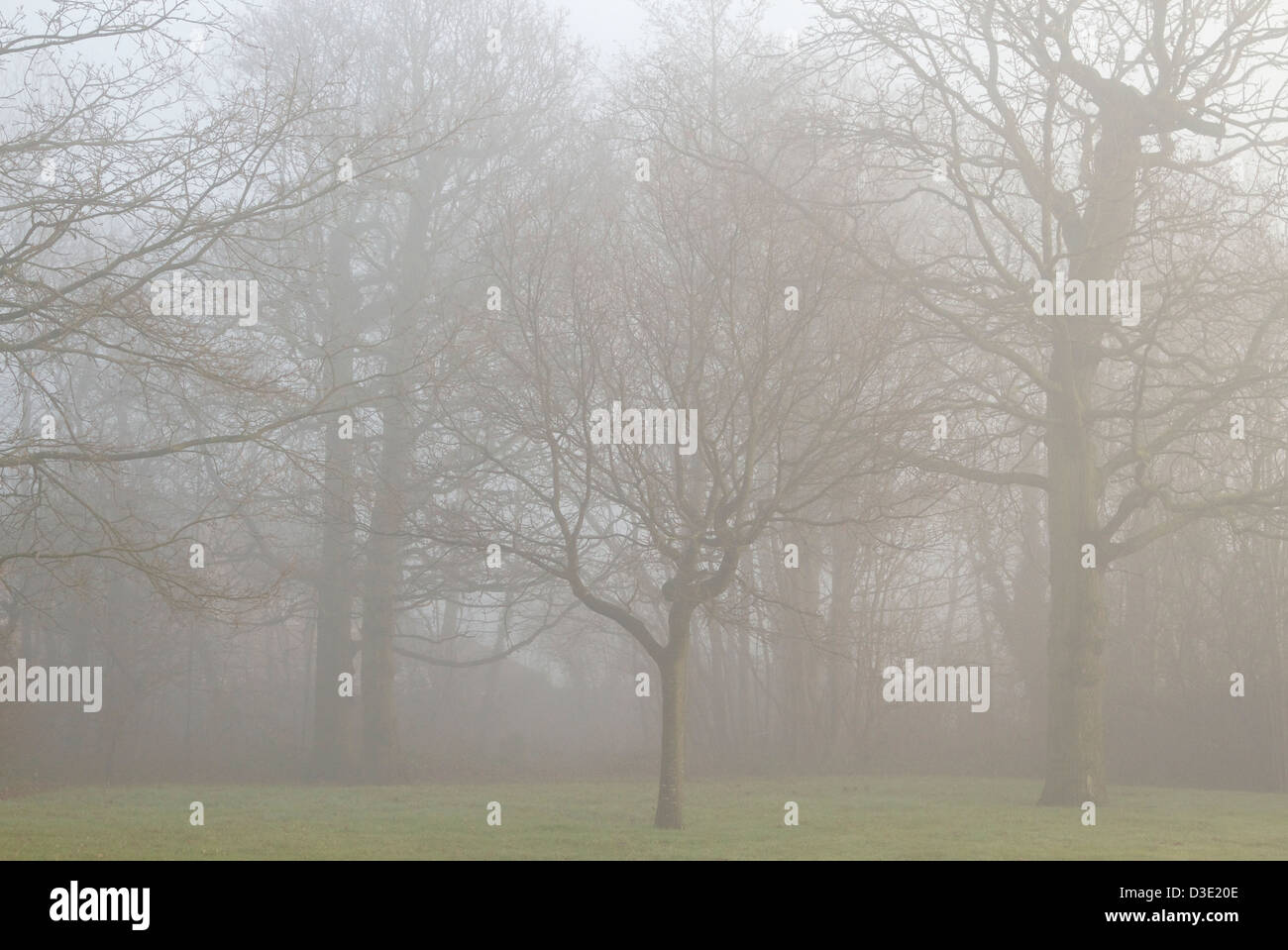 Winter mist and fog through trees Stock Photo - Alamy