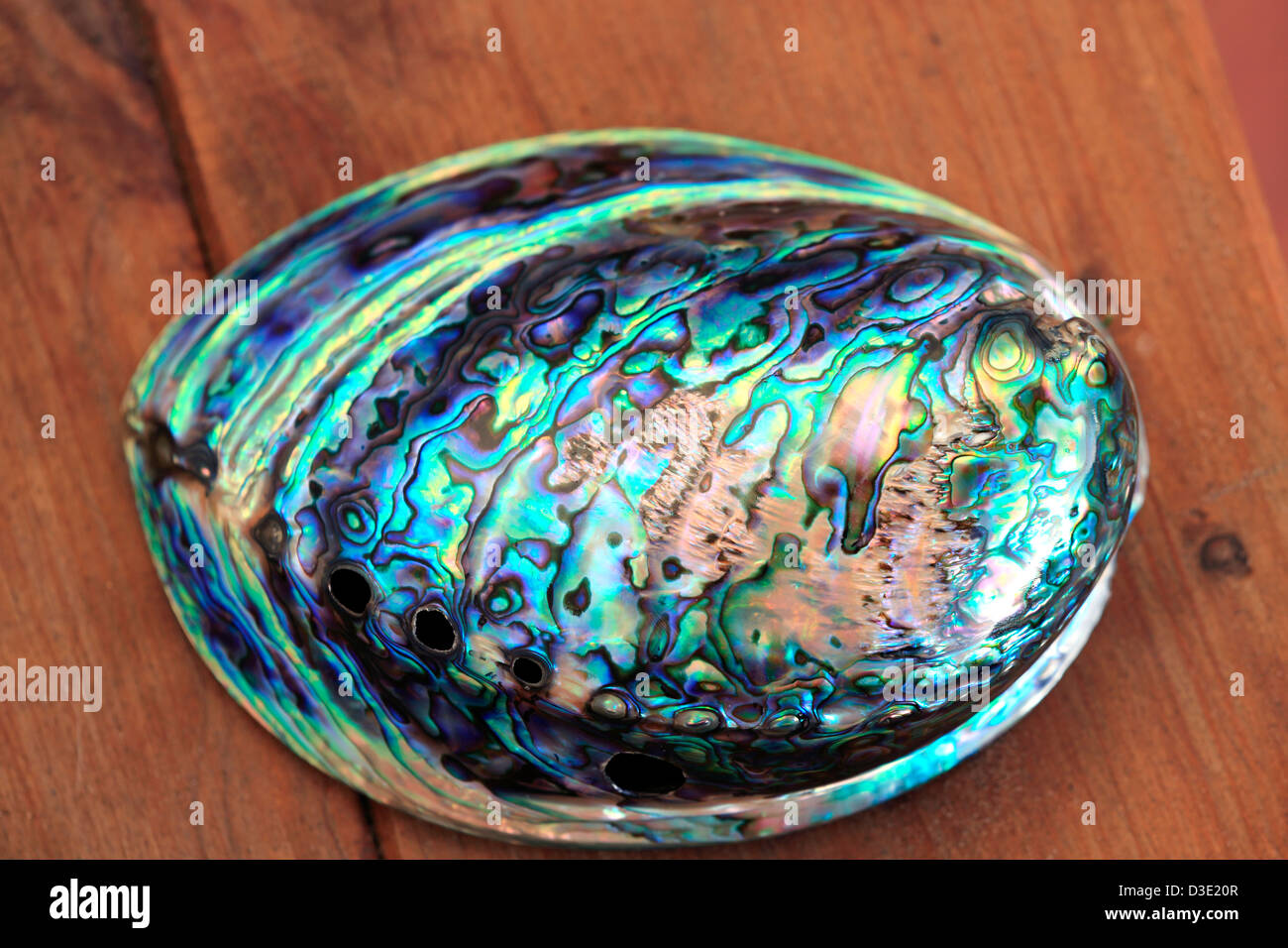 Paua (abalone) shell polished to show colors Stock Photo: 53783991 - Alamy