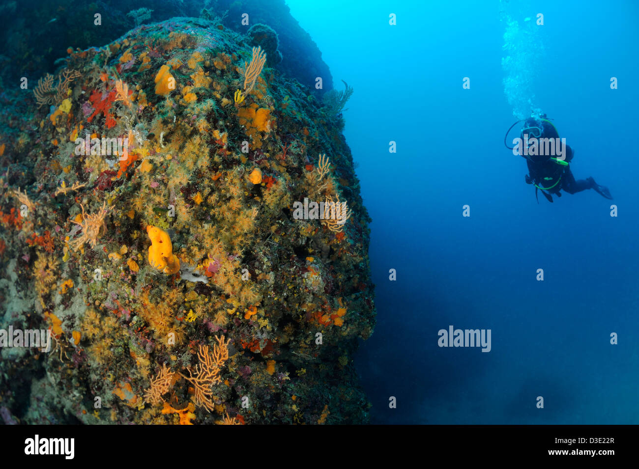 Diver next to a rock covered by colonys of corals and sponges in Alpes ...