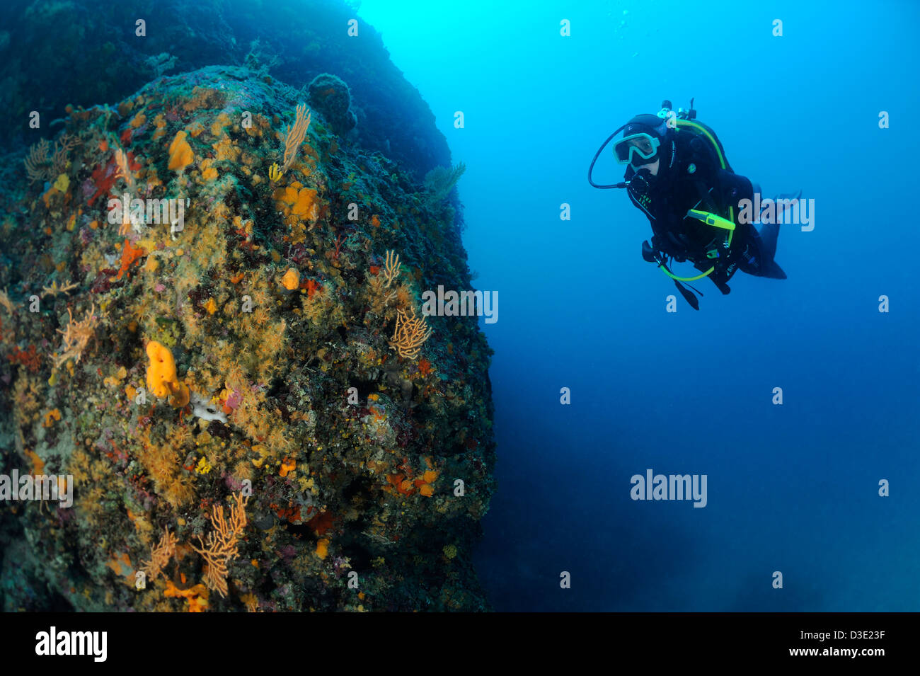 Diver next to a rock covered by colonys of corals and sponges in Alpes ...