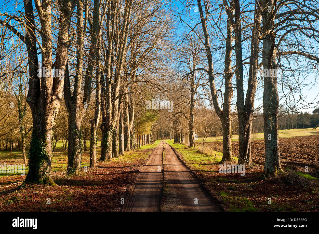 Private tree-lined drive - France Stock Photo - Alamy
