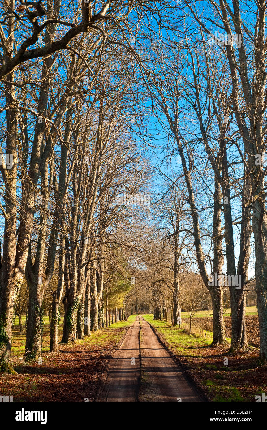 Private tree-lined drive - France Stock Photo - Alamy