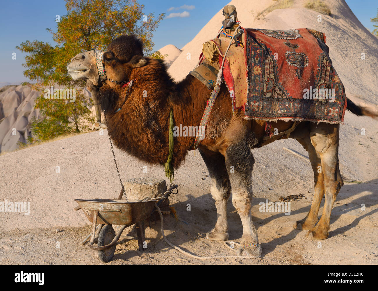 Saddled working Bactrian camel (Camelus bactrianus) ready for rides at ...
