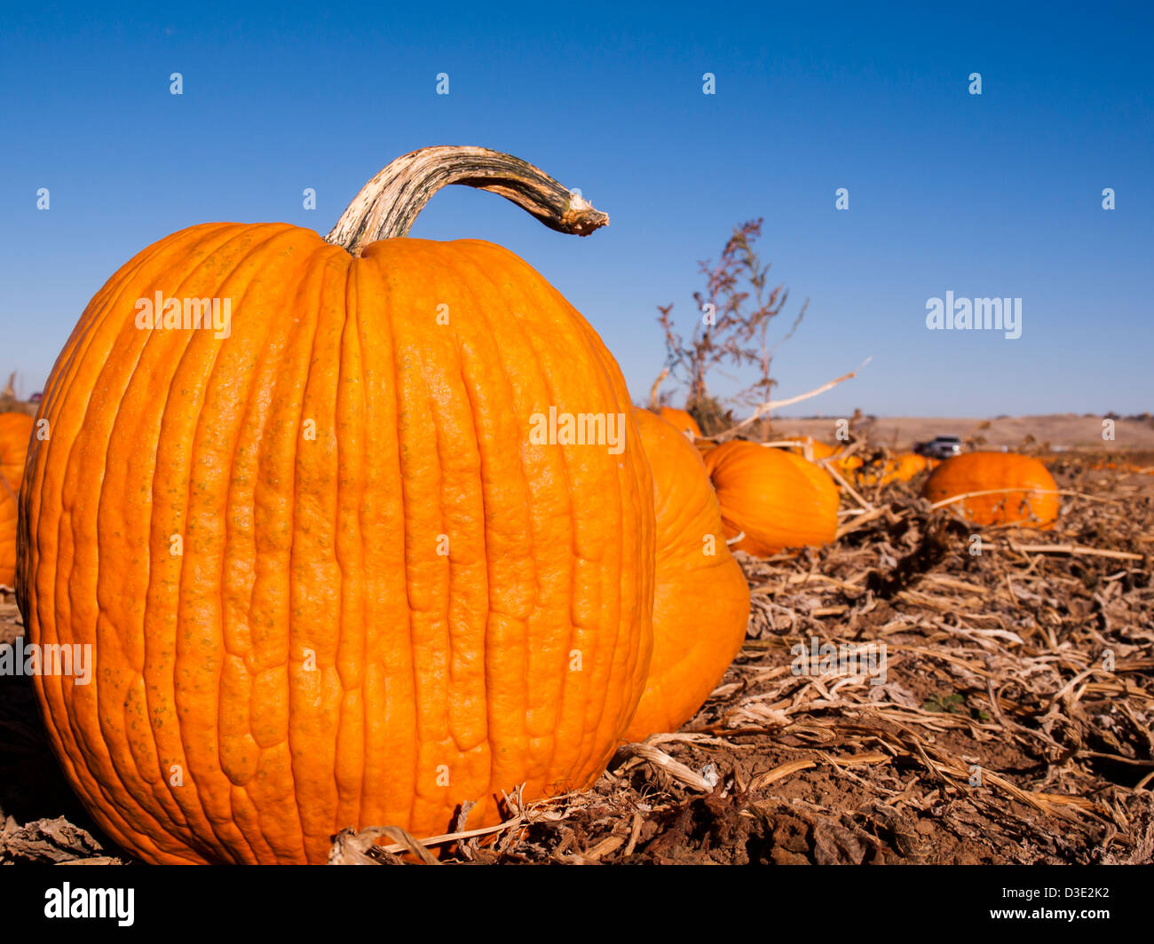 Pumpkins ready for harvesting on farm field in Autumn Stock Photo - Alamy