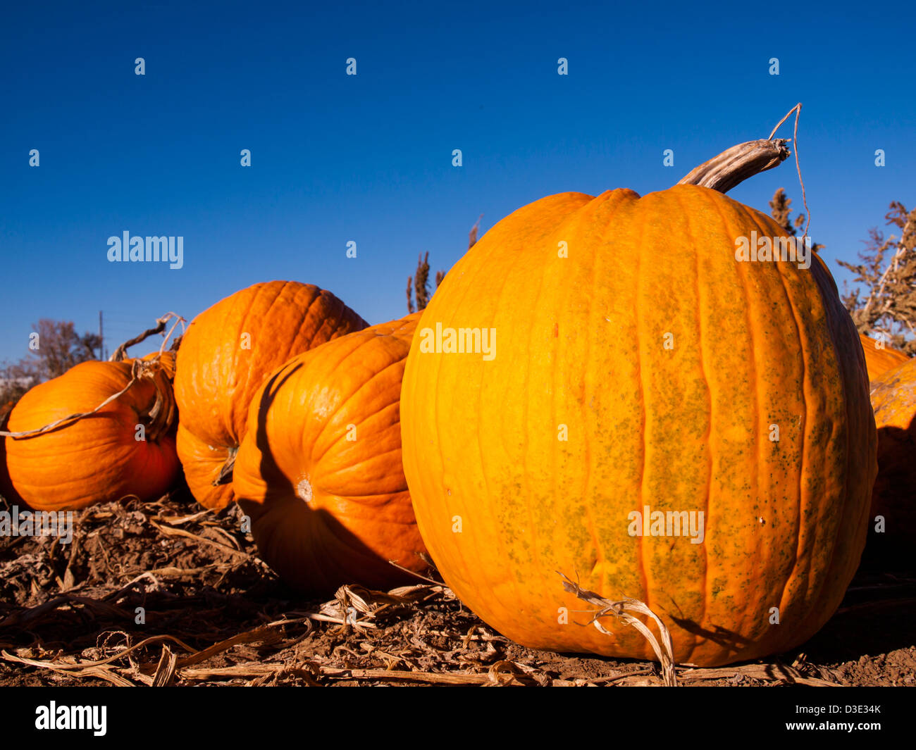 Pumpkins ready for harvesting on farm field in Autumn Stock Photo - Alamy