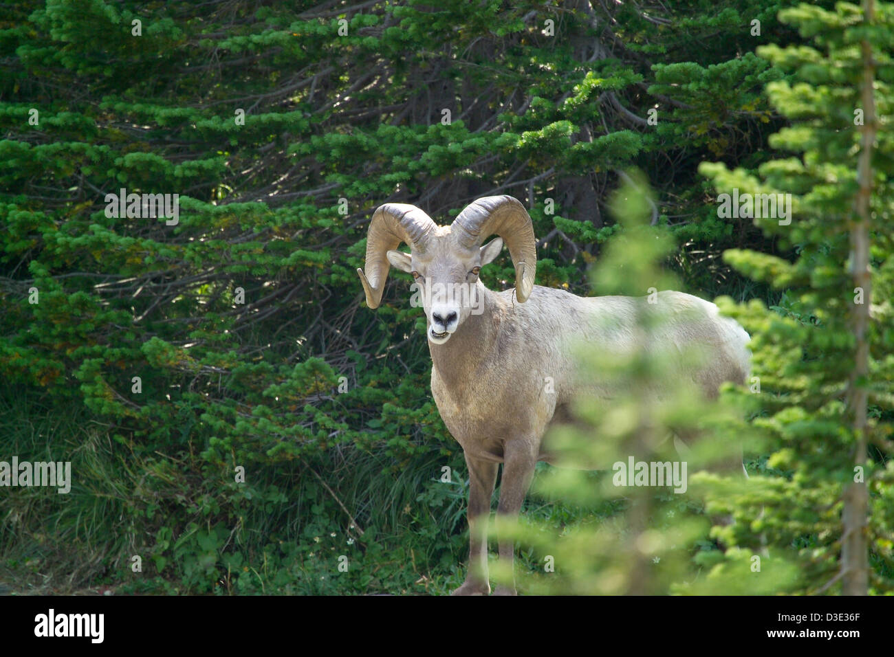 A bighorn ram in Glacier National Park, showcasing the wildlife of the ...