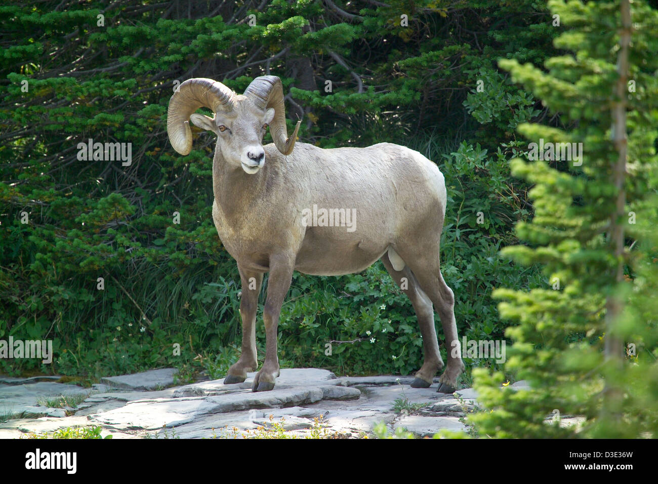 The Bighorn ram, a species of bighorn sheep, is commonly seen in ...