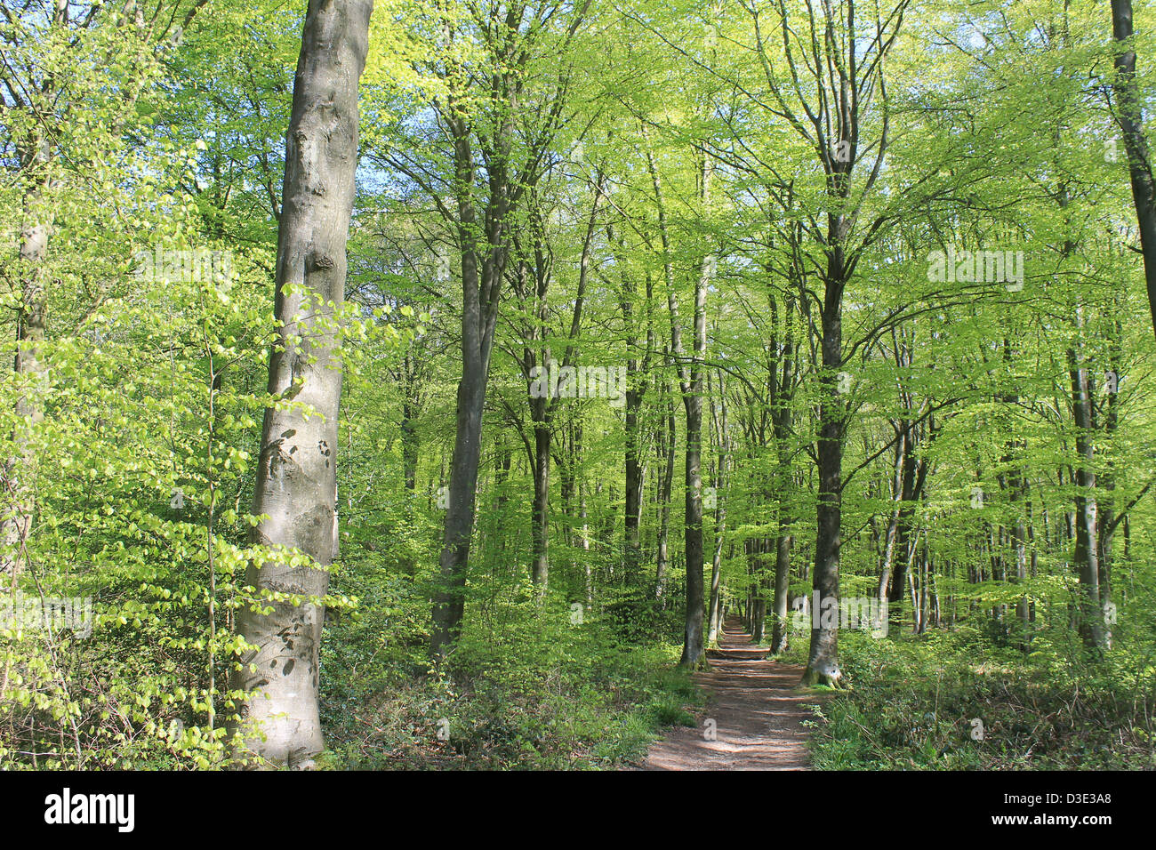 Woodland pathway in spring lined with beech trees at Micheldever Wood ...