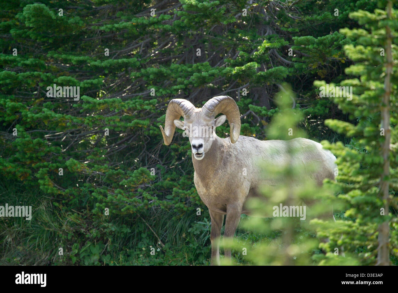 A bighorn ram stands proudly in Glacier National Park, exemplifying the park's diverse wildlife ...