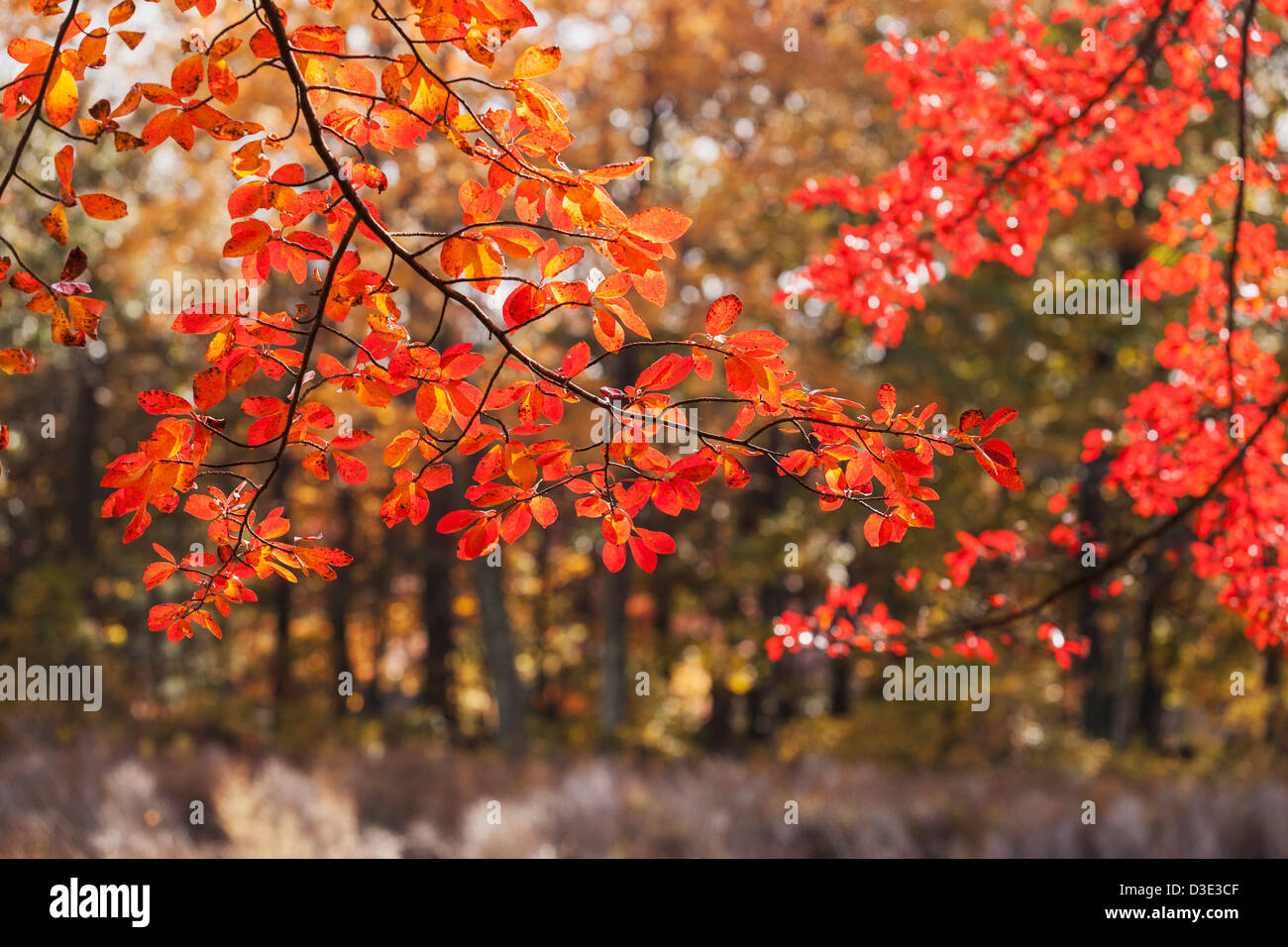 Maple leaves on a tree, Needham, Massachusetts, USA Stock Photo - Alamy
