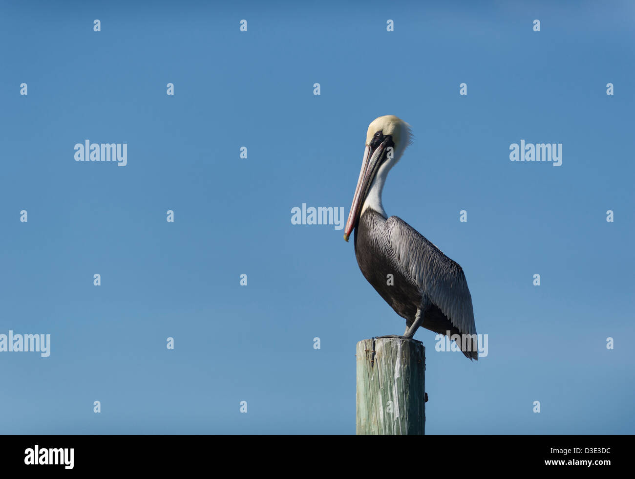 Pelican at Cedar Key, Florida USA Stock Photo - Alamy