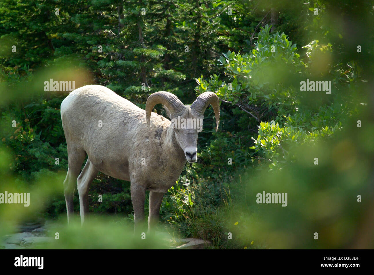 Bighorn rams, a species of wild sheep, are commonly found in Glacier ...