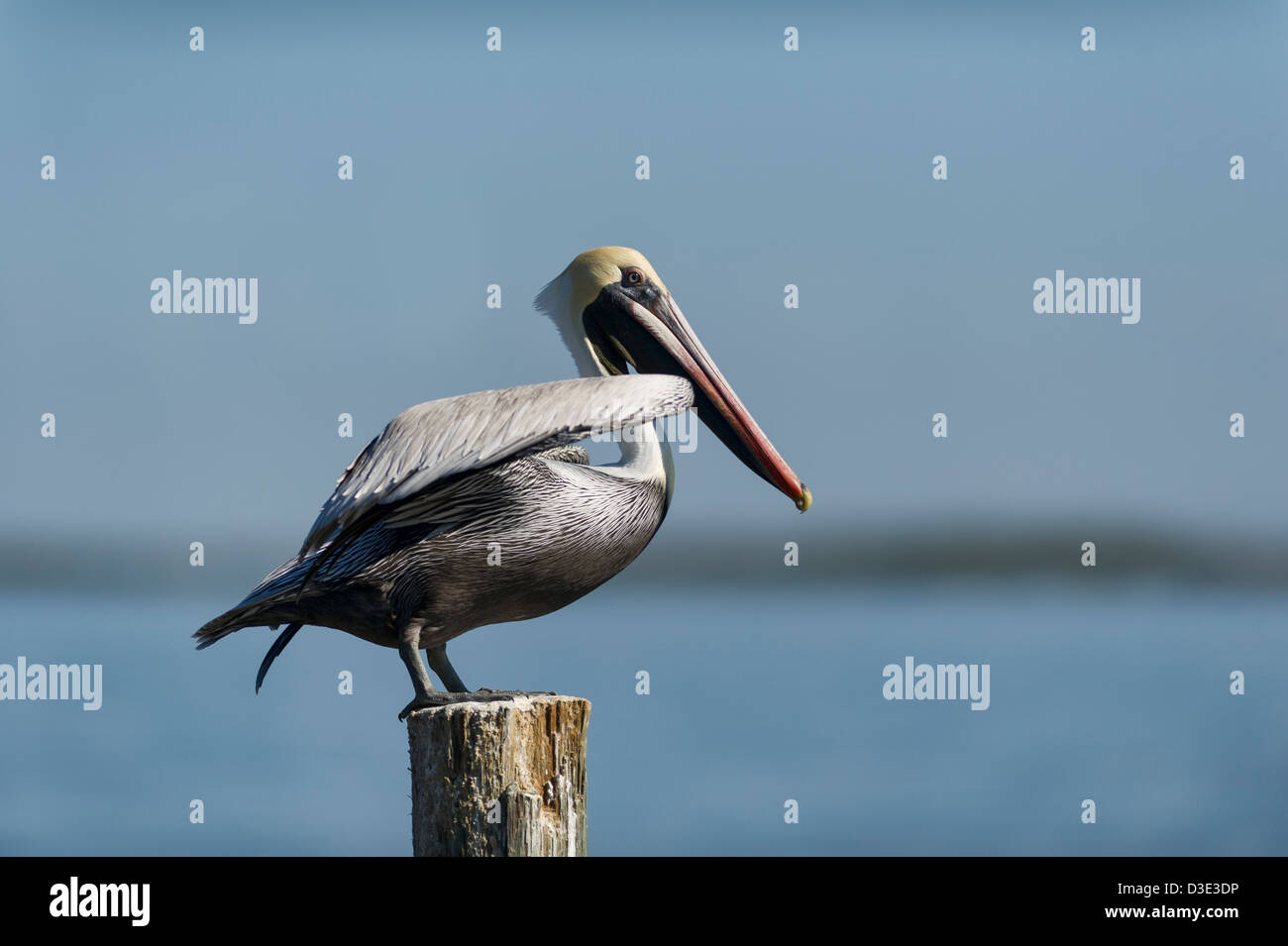 Pelican at Cedar Key, Florida USA Stock Photo - Alamy