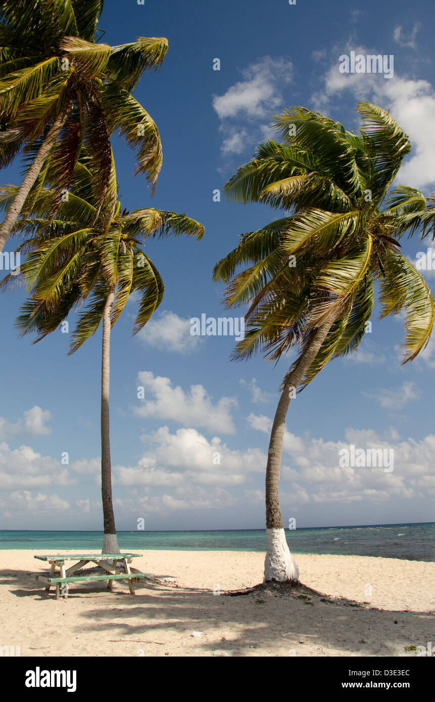 Belize, Caribbean Sea, Goff Caye. A small island off the shore of ...