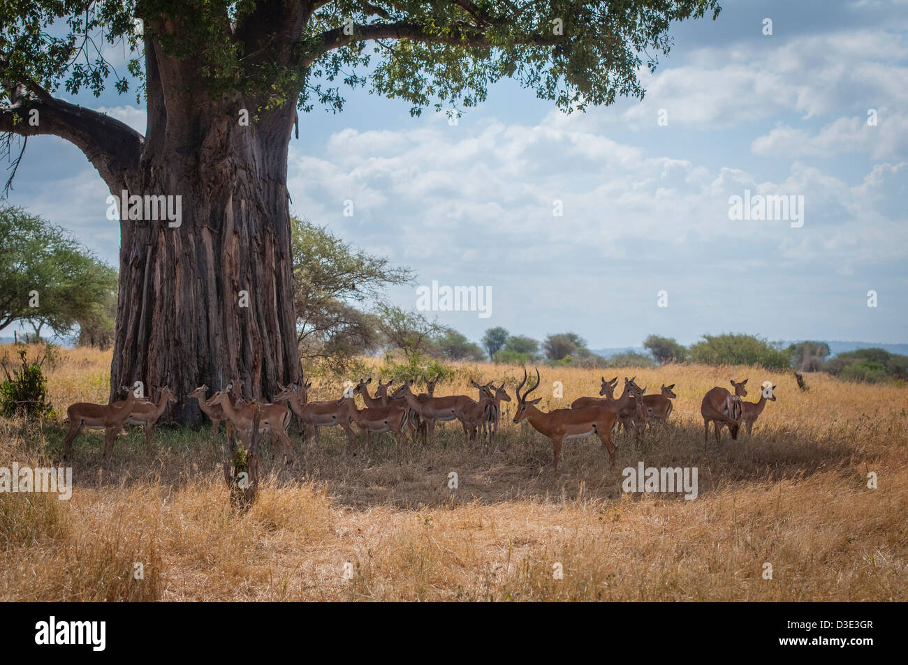 A large group of Impala resting in the shade of a Baobab tree in Africa ...